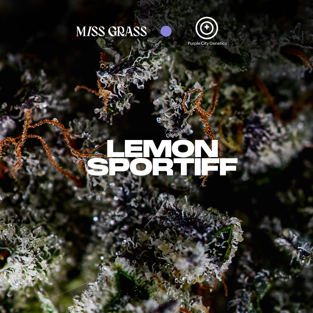 Lemon Sportiff: Lemon Tree x Skorange x THC Bomb – Miss Grass