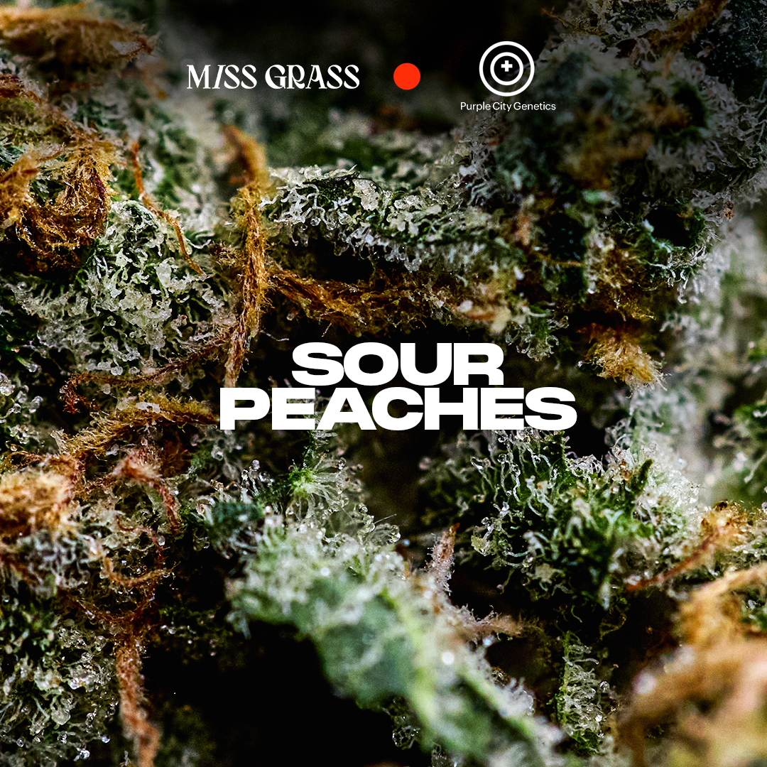 Sour Peaches: AJ Sour Diesel x Moroccan Peaches – Miss Grass